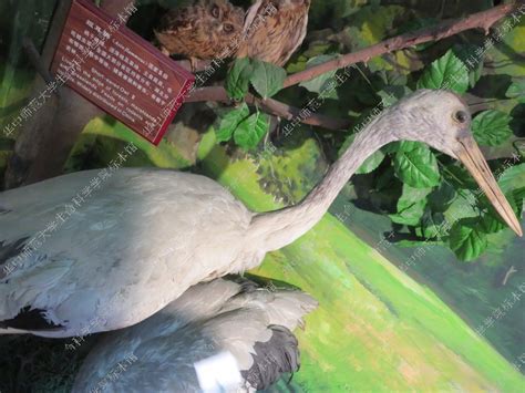 Grus Japonensis