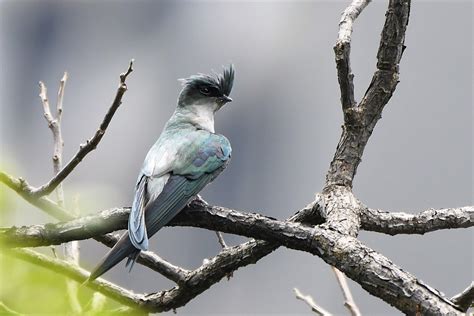 Grey Rumped Treeswift Hiking The Green Isle