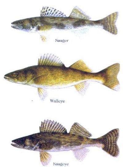 Saugeye Vs Walleye