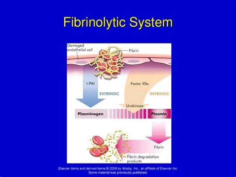 Structure And Function Of The Hematologic System Ppt Download