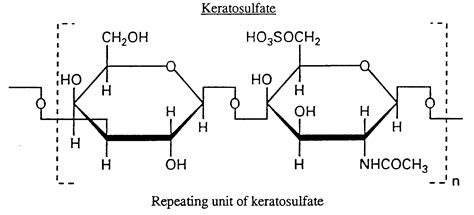 Keratan Sulfate Alchetron The Free Social Encyclopedia