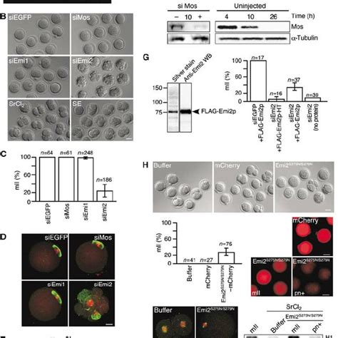 Emi2 Cdc20 In Mammalian Meiosis And Meiotic Exit In This Model Download Scientific Diagram