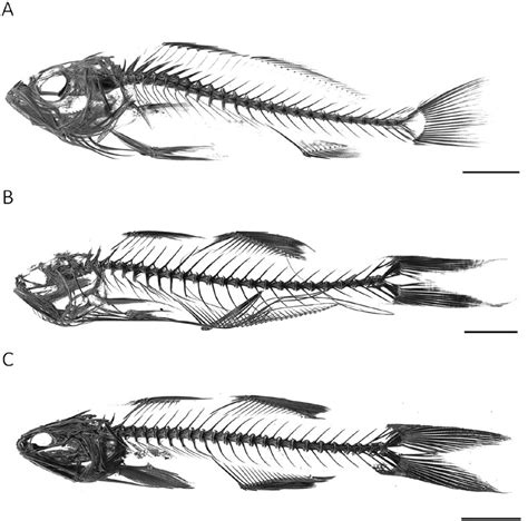 Lateral View Of Skeleton A Cynoscion Striatus Sciaenidae B