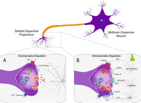 Sex Differences In Dopamine Release Regulation In The Striatum Pmc