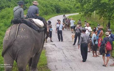 Dvb ငပုတောမြို့နယ်တွင် တောဆင်ရိုင်းအုပ်များဝင်ရောက် သောင်းကျန်းနေ