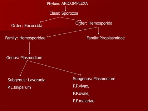 Ppt Phylum Apicomplexa Powerpoint Presentation Free Download Id1228517