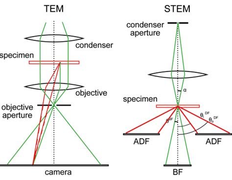 Visualization Of Organelles In Situ By Cryo Stem Tomography Scientific
