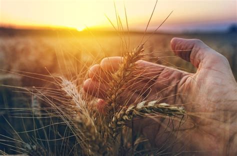 Mosaic Fertilizantes apresenta Linha Performa para nutrição de plantas