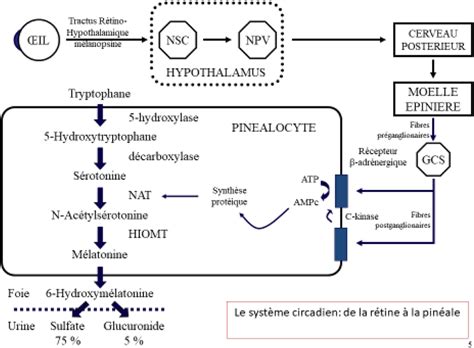 Schéma Général Du Système Circadien Nsc Noyau Suprachiasmatique Npv