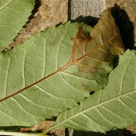 Things To Look Out For When Identifying Ash Dieback Ash Dieback All