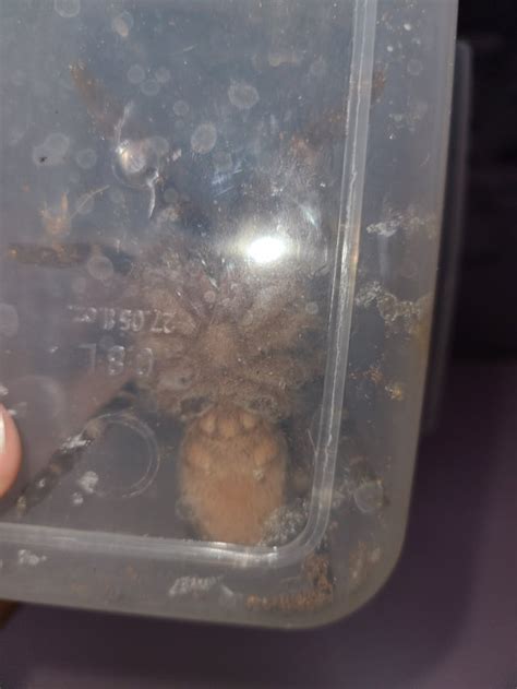 How Small Is Too Small When It Comes To Terrariums Rscorpions