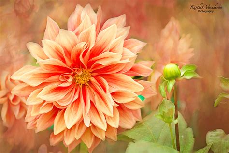 Dhalia Photo Frame Karthik Vasudevan Photography