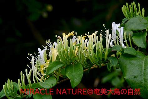 Miracle Nature