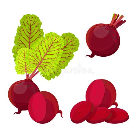 Beet Slices Stock Illustrations 266 Beet Slices Stock Illustrations