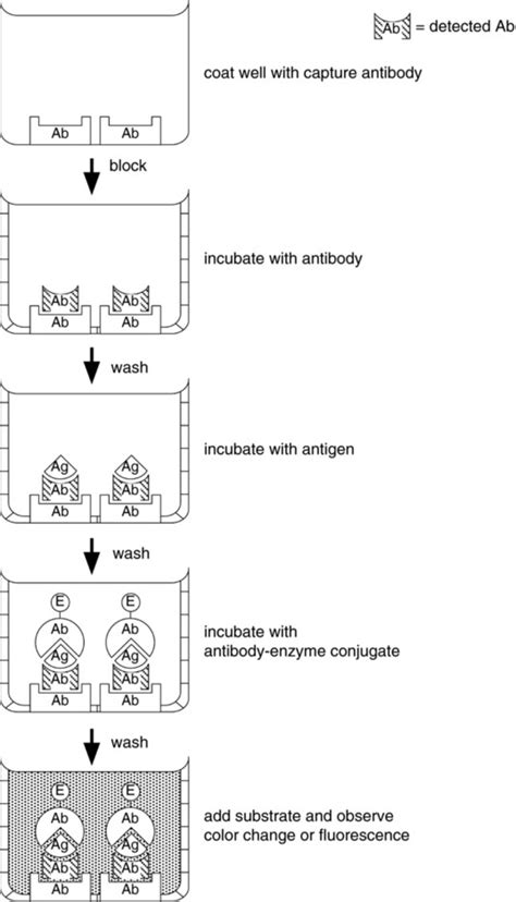 14 Double Antibody Sandwich Elisa To Detect Specific Antibodies Ag