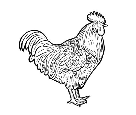 Premium Vector Hand Drawn Ink Illustration Of Rooster Cock Vector