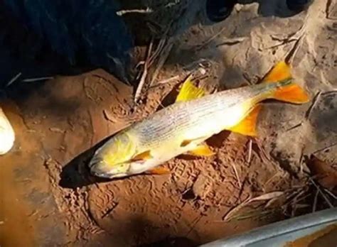 Domingo 1130 Peixes Aparecem Mortos às Margens Do Rio Paraíba Do