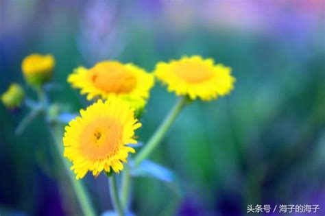 《把秋望，不去西山相紅葉 來對叢黃》小黃菊之《夏日情》 每日頭條