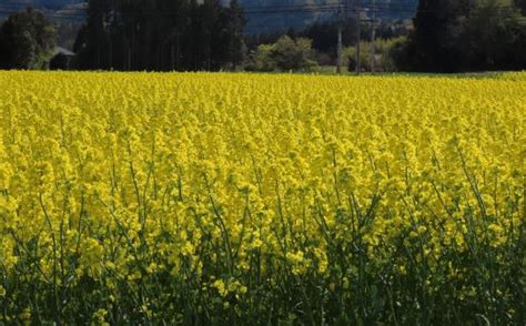 菜の花油セット 福島県富岡町 セゾンのふるさと納税