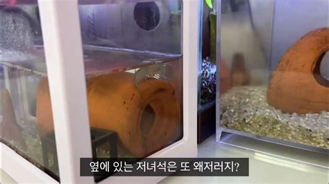 마블가재 수상한 행동들 Youtube