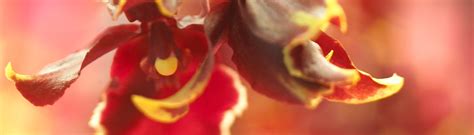 The Same But Different Dendrobium Oncidium And Paphiopedilum