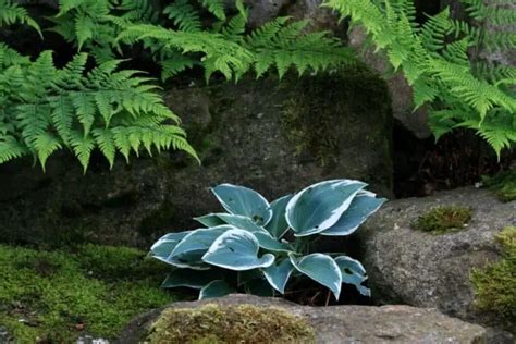 The Best Ferns For Rock Gardens Fern Gardening