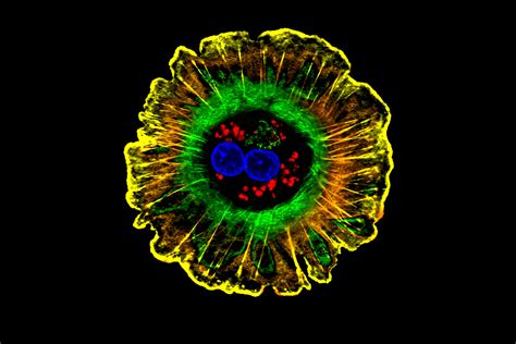 Liver Cell