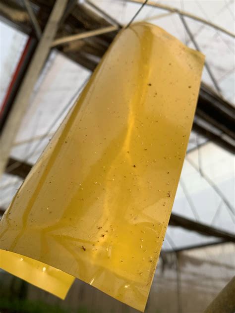 melon pest and pesticides model by melon ai detection