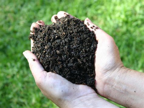 Una Mujer Fallece Por Legionella Al Manipular Compost Para Macetas