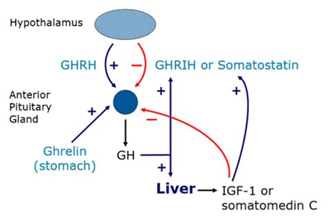Growth Hormone Igf Flashcards Quizlet