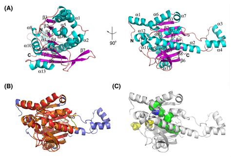 The Structural Model Of Coq P Shows A Conserved Core And An Insertion