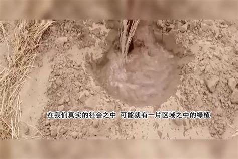 马云斥巨资在沙漠里种树，3年过去了，如今变成什么样了呢？巨资沙漠马云