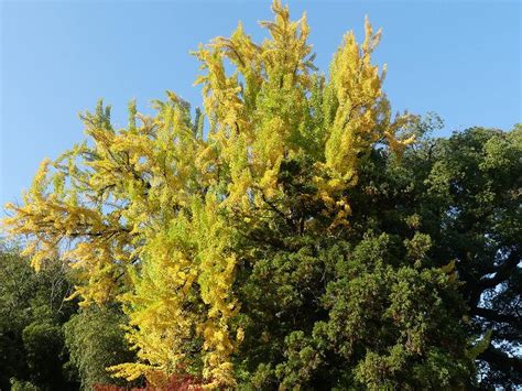 園井諏訪神社のイチョウ紅葉見頃 2022 11 16 笠岡市園井諏訪神社