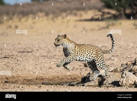Leopard Leaping