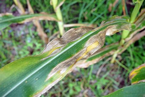 Plant Disease Corn Leaf Blight From Fungus Stock Photo Image Of