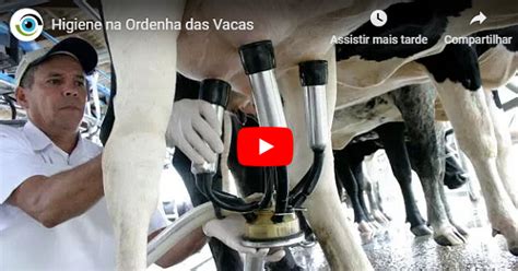 CANAL DE VÍDEOS AGRÍCOLAS Higiene na Ordenha das Vacas