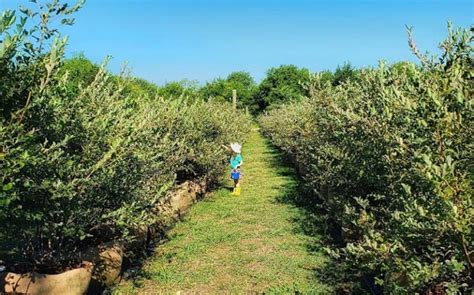 10 Farms For Fruit Picking Near Dallas Fort Worth 2025 Dfw Craft