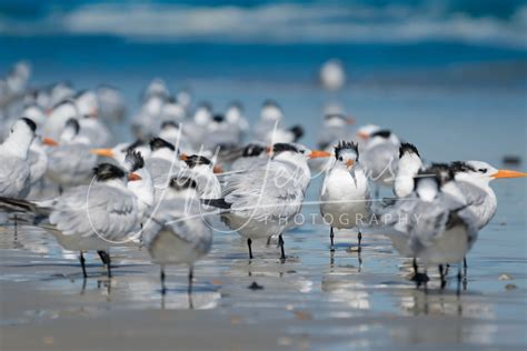 Beautiful Birds On A Beach Digital Download Photo For Print Art