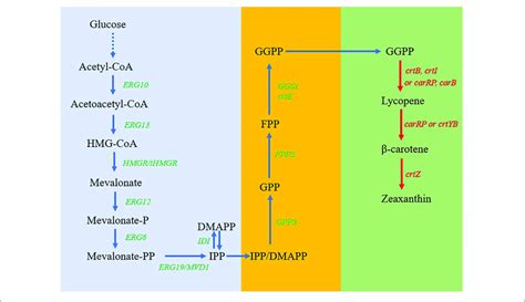 Pathway Design And Engineering For The Biosynthesis Of Zeaxanthin In Download Scientific