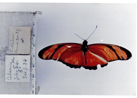 Dryas I Iulia Type Specimens