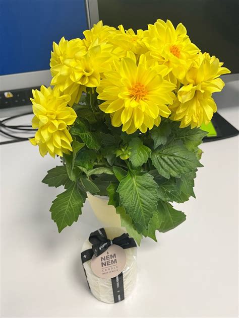 Beautiful Surprise This Morning At The Office 💐 Happy International Elena Violeta Radu