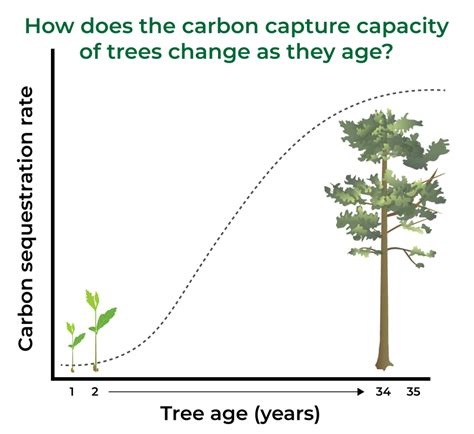 Is Trees Give Off Carbon Dioxide At Wm Russo Blog