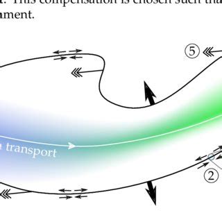 Schematic Description Of The Cell The Cortex Is Subject To The A Download Scientific Diagram