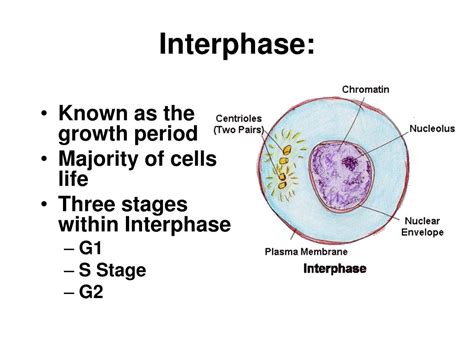 Ppt Insight Into Cell Cycle Mitosis And Meiosis Powerpoint