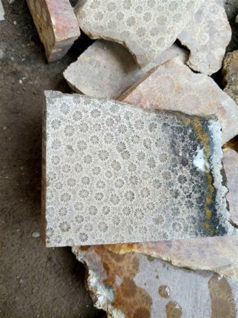 Fossil Coral Stone Education Photo