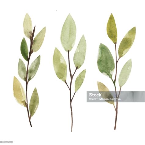 흰색 배경에 고립 된 녹색 잎이있는 손으로 그린 수채화 스프링 나뭇 가지 세트 식물 학적 그림 나무의 일부입니다 결혼식에 대한 스톡 벡터 아트 및 기타 이미지 Istock