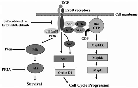 Signaling Pathways Activated By Erbb Receptors Activation Of Erbb