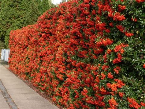 Pyracantha Firethorn Cultivation Planting Care Training Hedge
