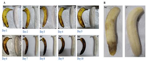Edible Coating For Enhancing The Shelf Life Of Horticulture Products