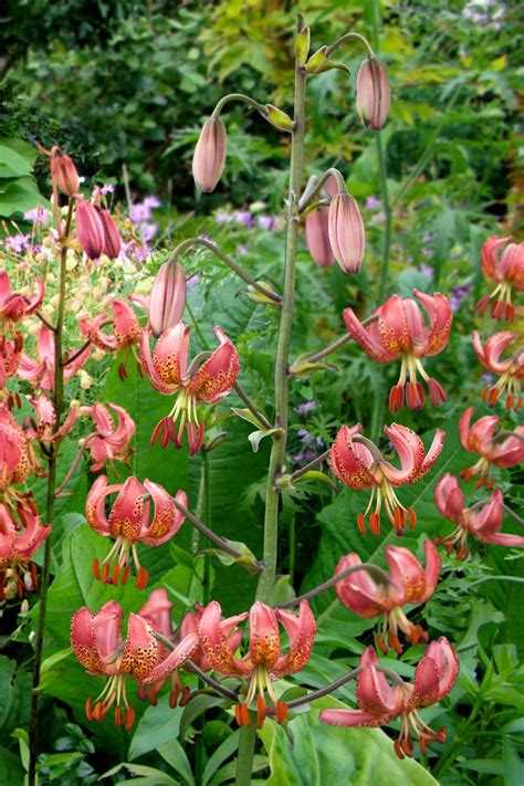 Manitoba Morning - lily bulb